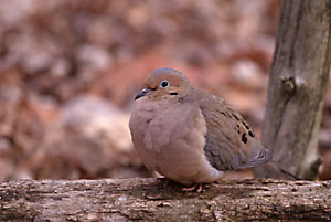 Mourning Dove - Daviess Co Audubon Society
